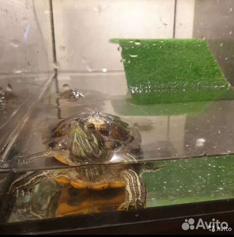 Красноухая черепаха с аквариумом