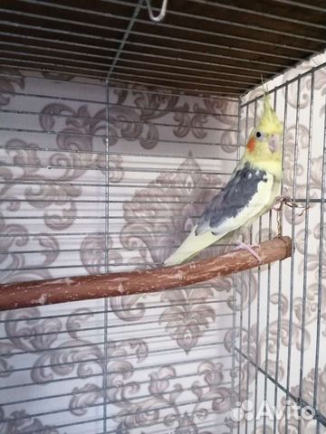 Попугай корелла