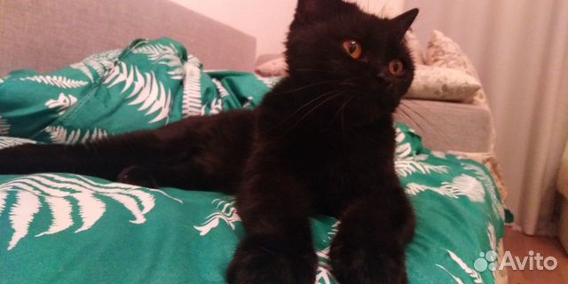 Нашлась кошечка