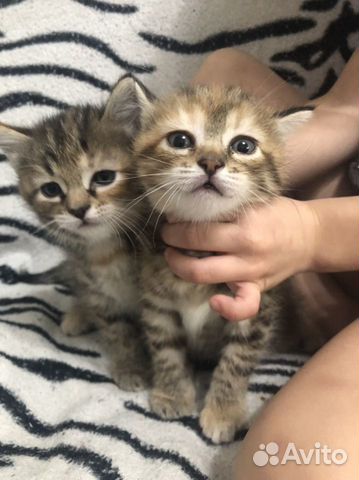 Котята в добрые руки бесплатно, девочки, кушают са