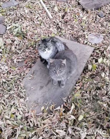 Нежные котята