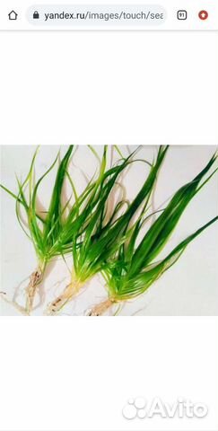 Аквариумные растения