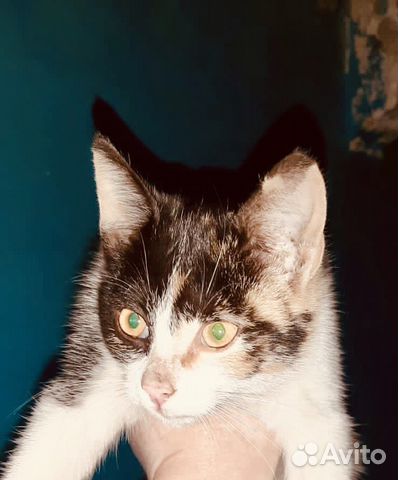 Кошка