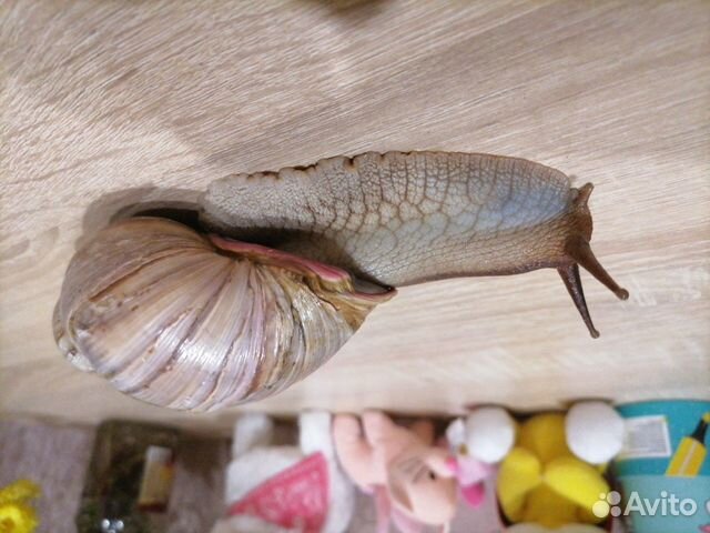 Отдам даром улитку Ахатину