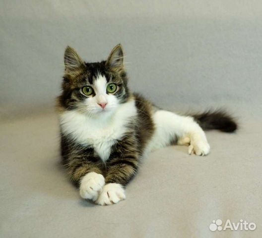 Кошки в добрые руки