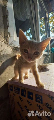 Два рыжих котёнка ищут заботливых хозяев