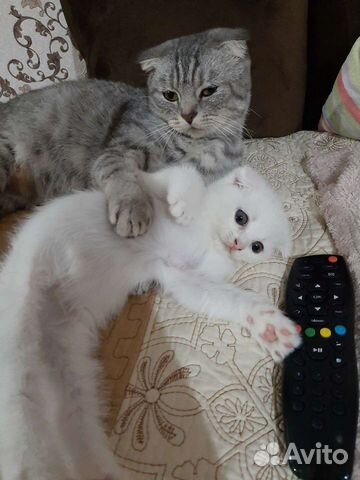 Шотландская вислоухая кошка