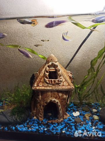 Отдам бесплатно аквариумных рыбок: гуппи