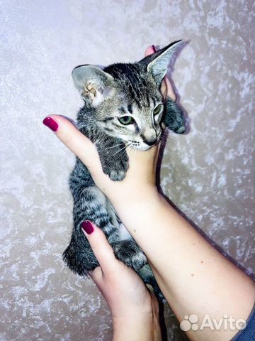 Котенок ориентальный