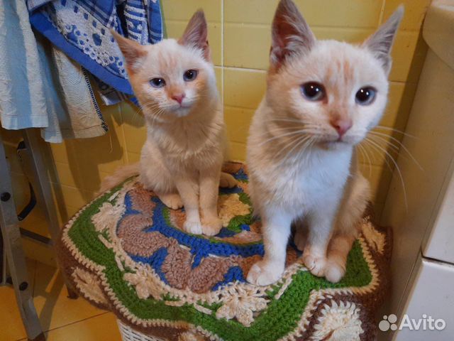 Котята девочки 5 мес