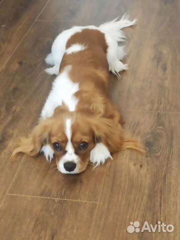 Кавалер ищет даму