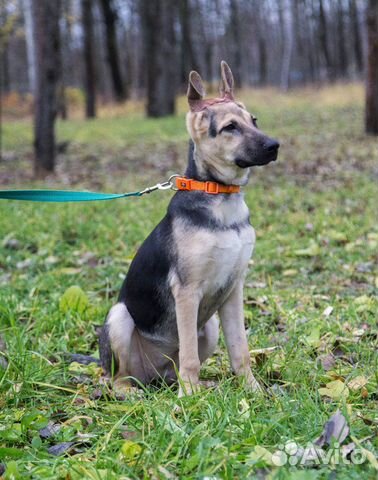 Вео Олимпия 5 месяцев