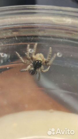 Паук скакун