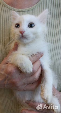 Снежный ласковый пушистик, мальчик 2 мес в дар