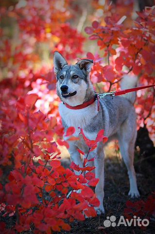 Малышка Анфиса в добрые руки