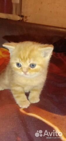 Шотландские прямоухие котята