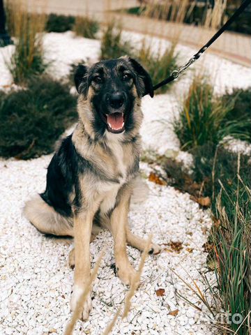 Собака Диночка Спасеныш