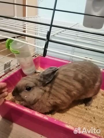 Декоративный кролик с клеткой