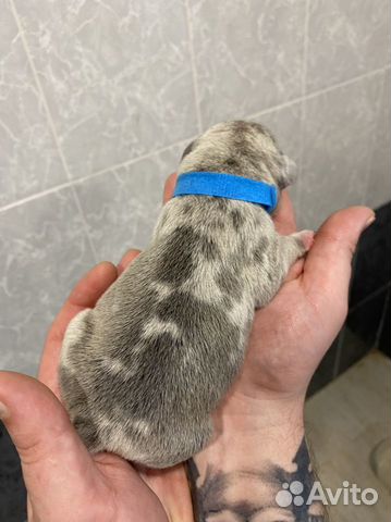 Цветные детки