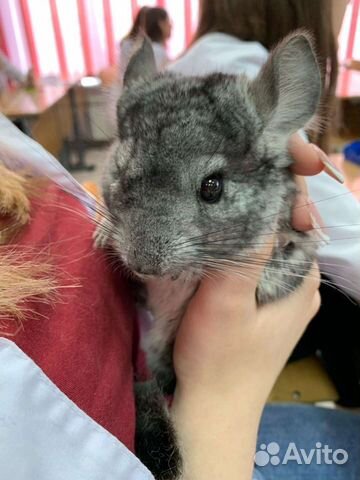 Шиншилла. Самец и Самка