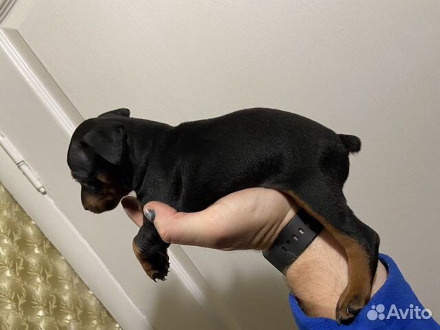 Цвергпинчер