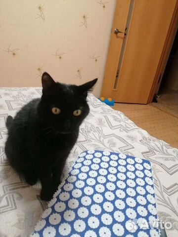 Кошка Ведьмы Шелли