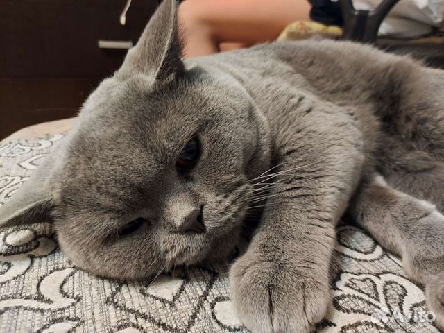 Британский кот вязка