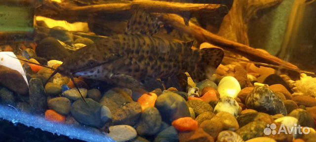 Сом таракатум