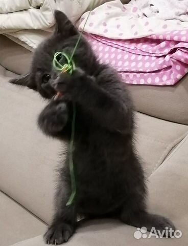 Котята