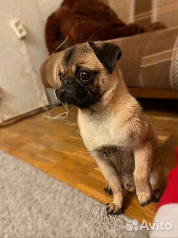 Щенок мопса