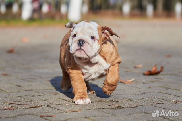 Малышки на миллион