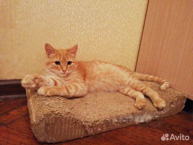 Мини-лисичка по имени Голди