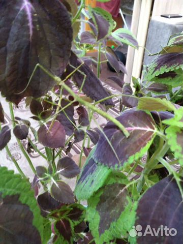 Аннамский палочник