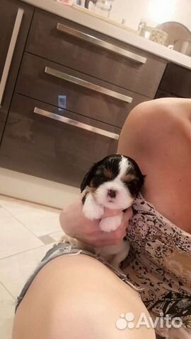 К К Ч спаниель