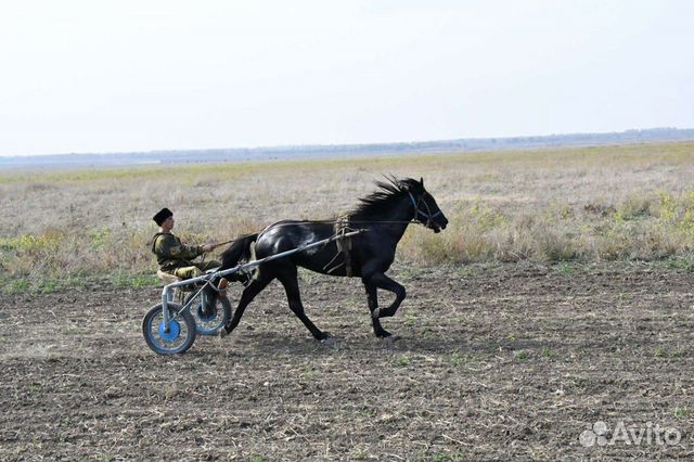 Жеребец орловский рысак,2 года все вопросы по тел