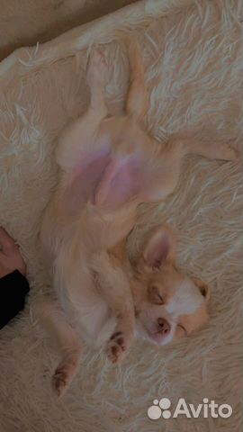 Вязка кобель чихуахуа