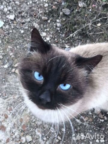 Симаские кошки