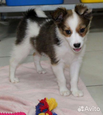 Малышка Ариэль в добрые руки