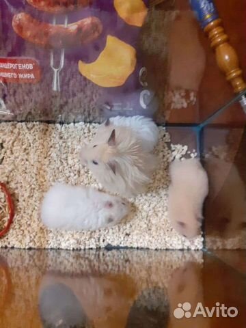 Серийские хомяки