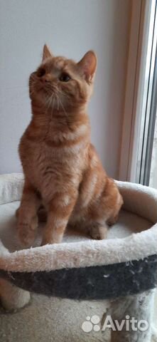 Красный мраморный мальчик scottush straight