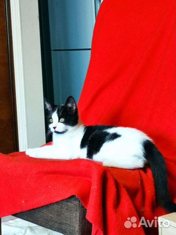 Очаровательный полубританчик