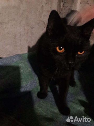 Чёрный Котейка Ищит Дом