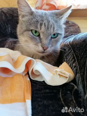 Кошка в дар