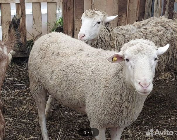 Овцы котные