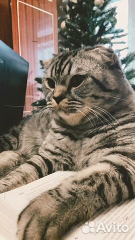 Ищем невесту для кота