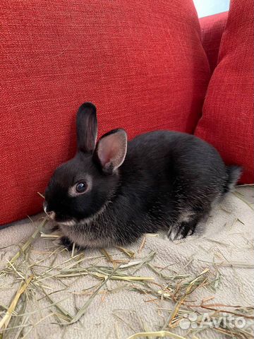 Декоративные кролики