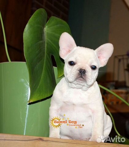 Француженка Ванилька