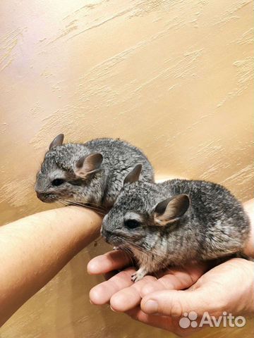 Шиншиллы девочки