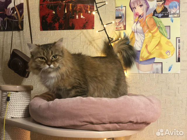 Кошечка Мальвина ищет дом