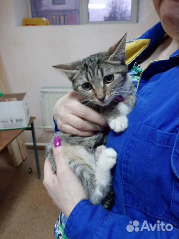 Заводская кисонька ищет дом